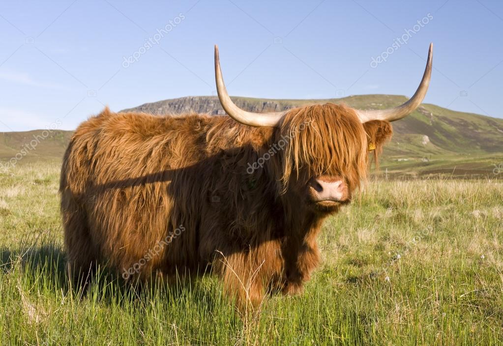 Vache écossaise des Highlands — Photo de stock par ©BrianAJackson ...