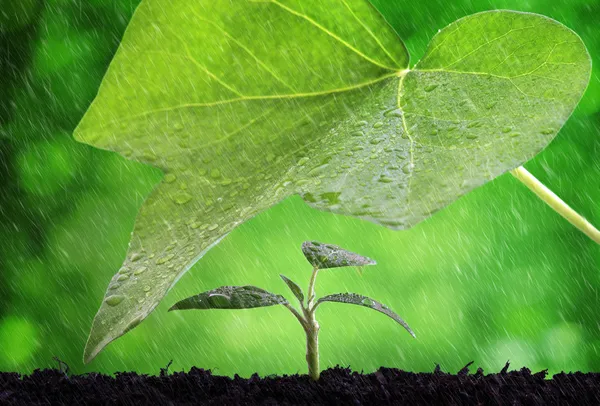 Environmental protection Stock Photos, Royalty Free Environmental ...