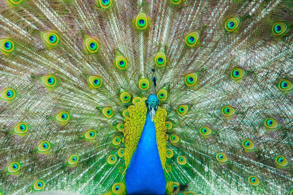 Pavão colorido — Fotografias de Stock © elewinka #29695451