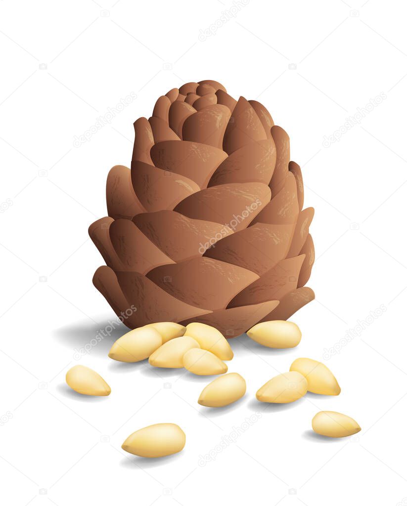 Imagen vectorial realista de un piñón en su cono y pelado. Conjunto de ...