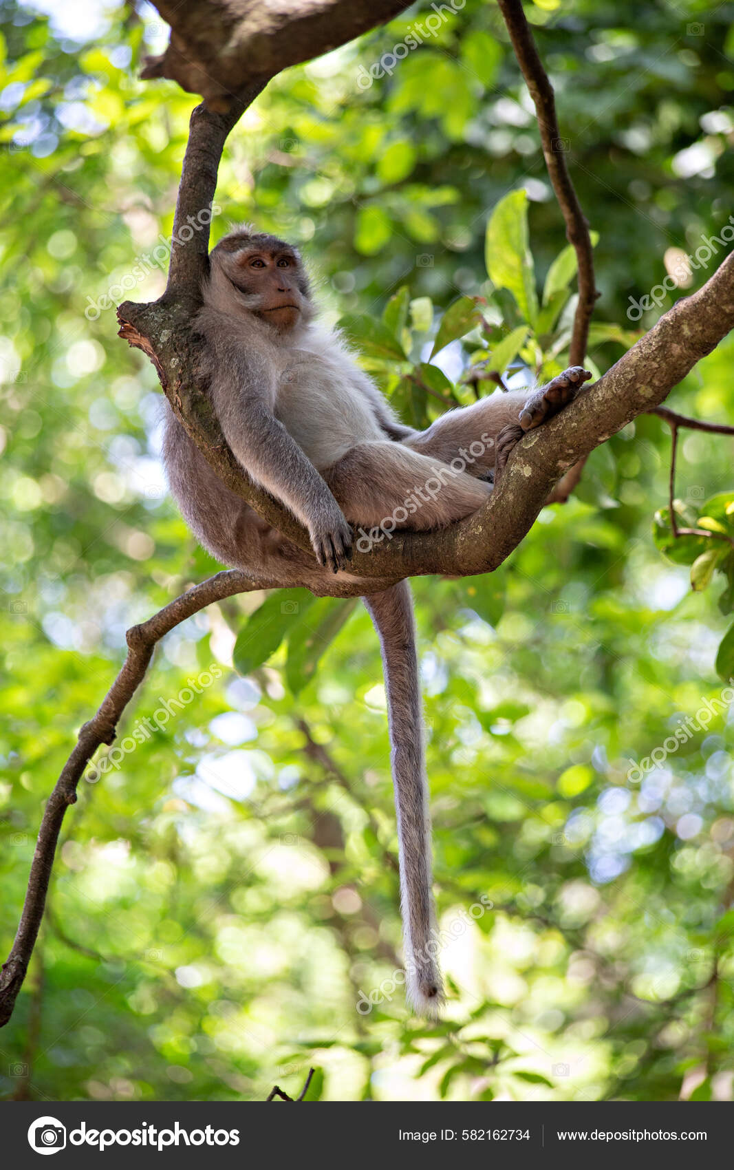Cute Funny Monkey Chilling Monkey Forest Ubud Bali — Stock Photo ...