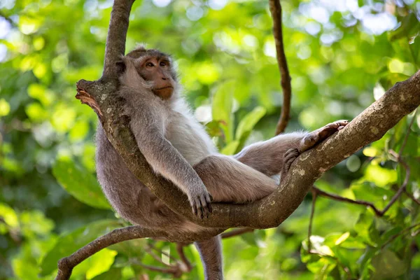 Cute funny monkey chilling in the Monkey Forest in Ubud, Bali - Stock ...