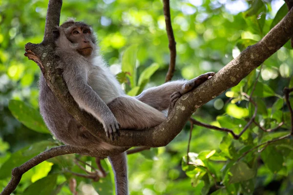 Cute funny monkey chilling in the Monkey Forest in Ubud, Bali - Stock ...
