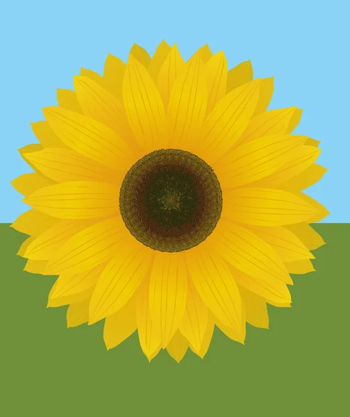 Sunflower, high quality vector illustration Stock Vector Image by ...