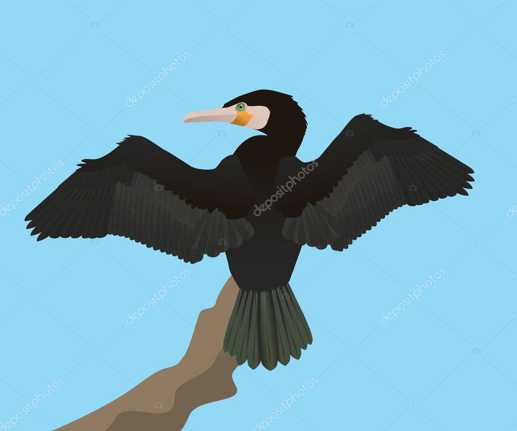 Gran cormorán secando sus alas en el viento. El pájaro está sentado en ...