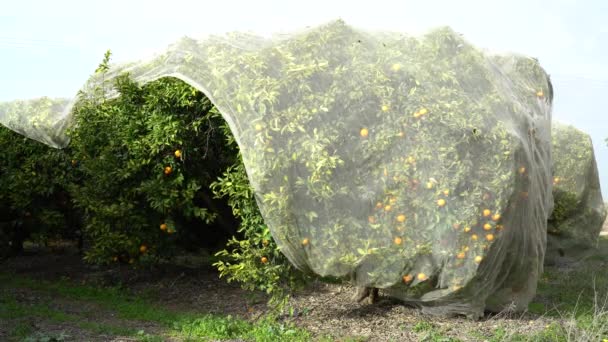 3,745 Orange plantation Videos, Royalty-free Stock Orange plantation ...