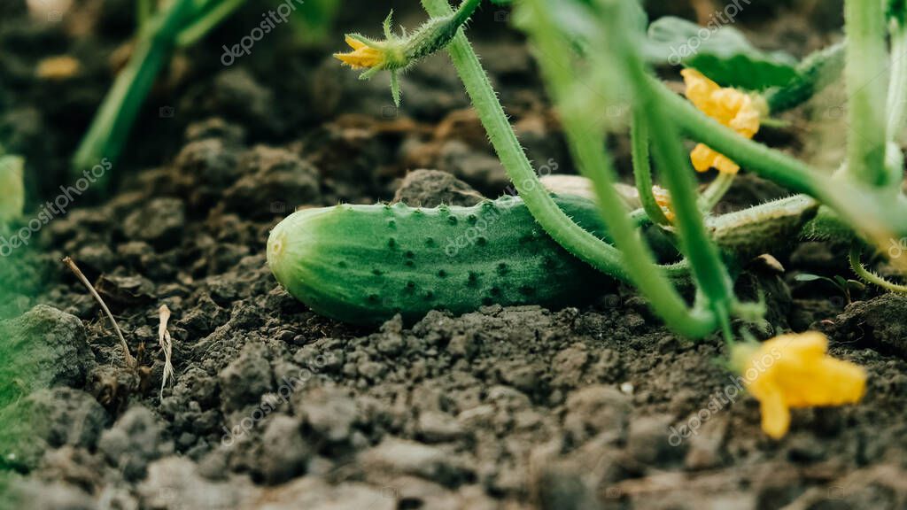 Pepino verde fresco creciendo en la cama de jardín en el jardín del ...