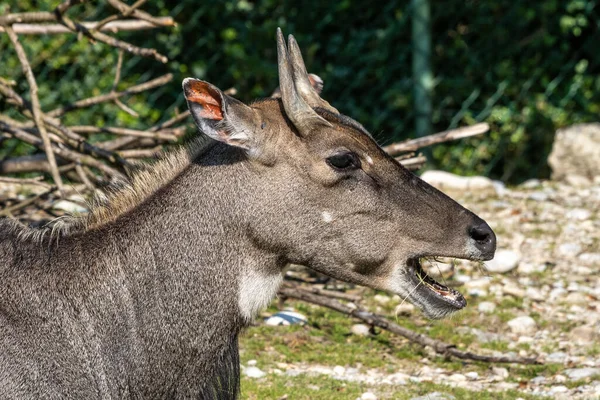 Blackbuck indio, Antelope cervicapra o antílope indio. El Blackbuck ...