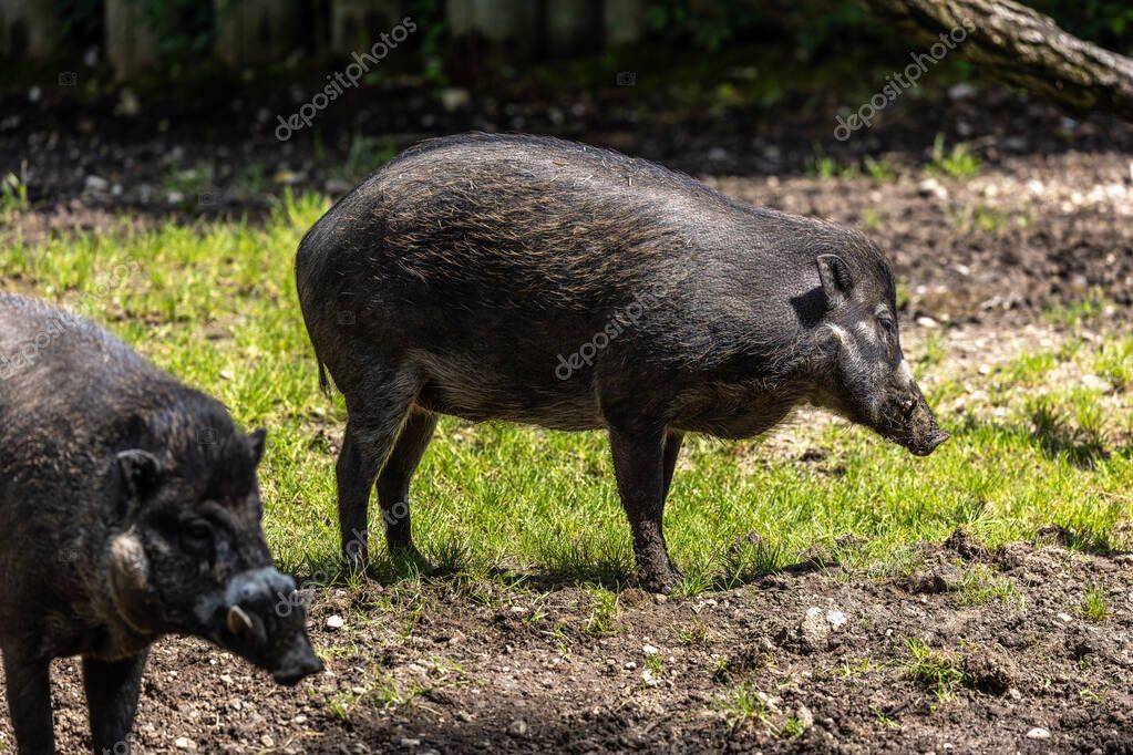 Sus cebifrons es una especie en peligro de extinción en el género de ...