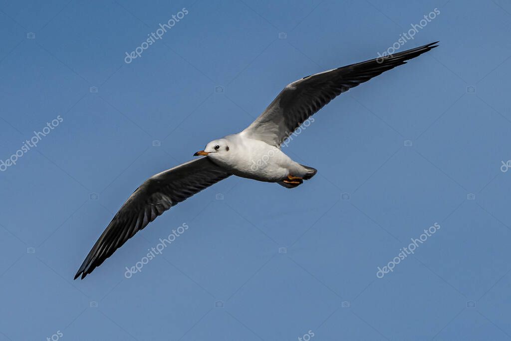 La Gaviota Arenque Europea, Larus argentatus es una gran gaviota, una ...