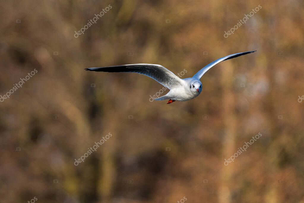 La Gaviota Arenque Europea, Larus argentatus es una gran gaviota, una ...