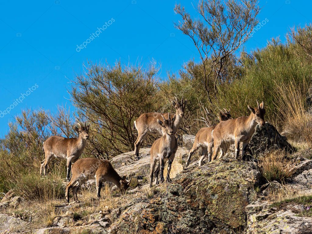El íbice ibérico, Capra pyrenaica en las montañas Gredos cerca de ...