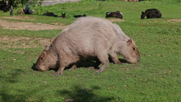 Capybara Hydrochoerus Hydrochaeris Largest Extant Rodent World Its ...
