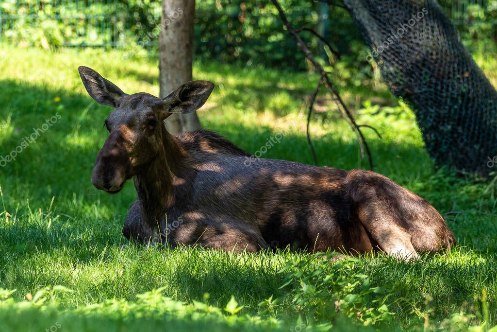 Alces alces, también conocido como el alce. Vida silvestre animal. 2022