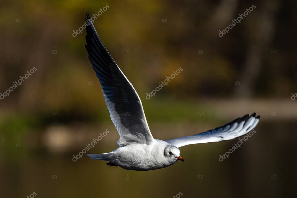 La Gaviota de Arenque Europea, Larus argentatus es una gran gaviota ...