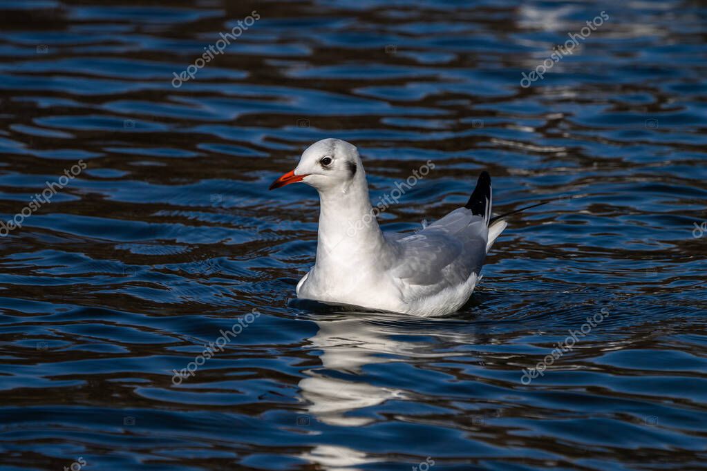 La Gaviota de Arenque Europea, Larus argentatus es una gran gaviota ...