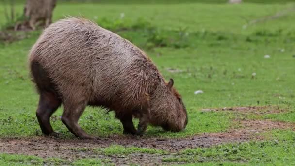 505 Capybara Videos, Royalty-free Stock Capybara Footage | Depositphotos
