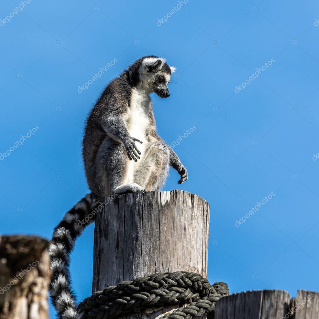 El lémur de cola anillada, Lemur catta es un gran primate estrepsirrino ...