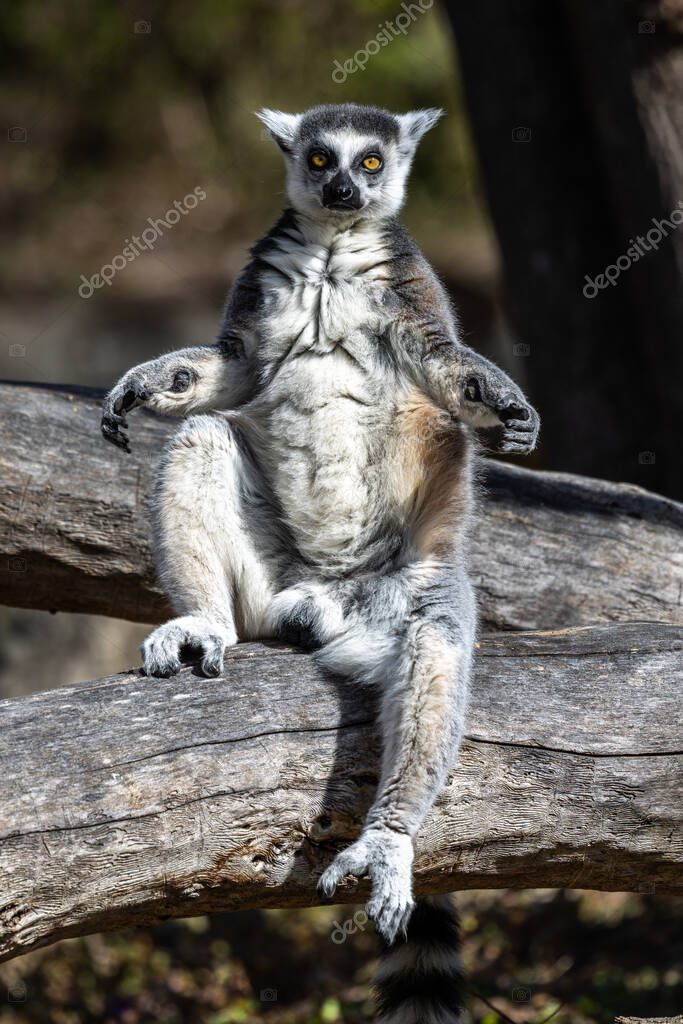 El lémur de cola anillada, Lemur catta es un gran primate estrepsirrino ...