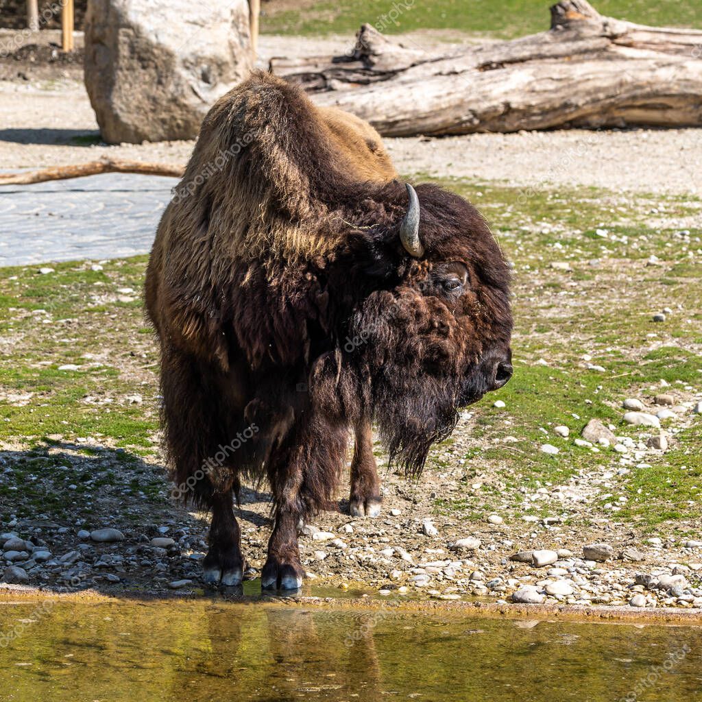 El bisonte americano o simplemente bisonte, también conocido comúnmente ...
