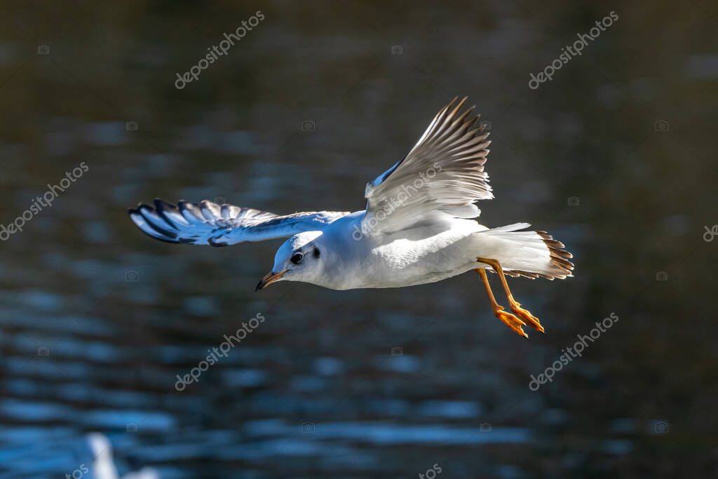 La Gaviota de Arenque Europea, Larus argentatus es una gran gaviota ...