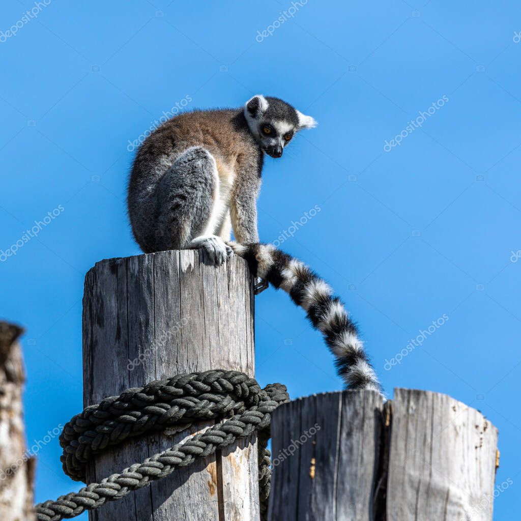 El lémur de cola anillada, Lemur catta es un gran primate estrepsirrino ...