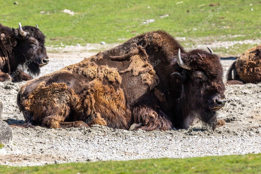 El bisonte americano o simplemente bisonte, también conocido comúnmente ...