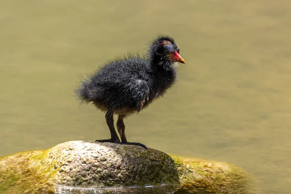 Pequeño bebé moorhen común, Gallinula chloropus también conocido como ...