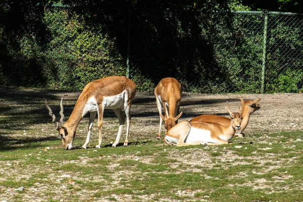 Blackbuck indio, Antelope cervicapra o antílope indio. El Blackbuck ...