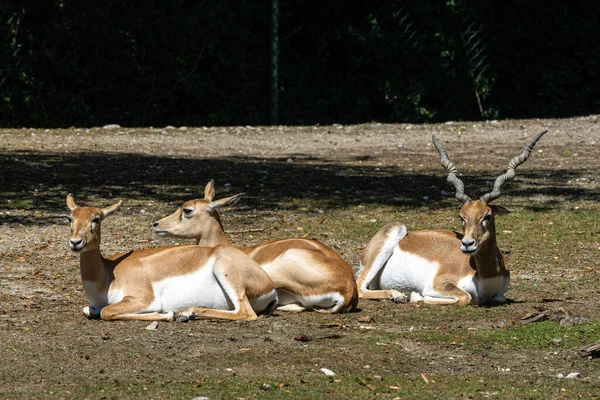 Blackbuck indio, Antelope cervicapra o antílope indio. El Blackbuck ...