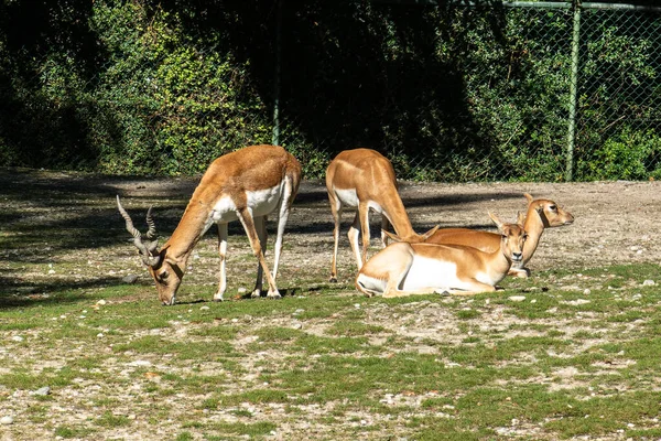 Blackbuck indio, Antelope cervicapra o antílope indio. El Blackbuck ...