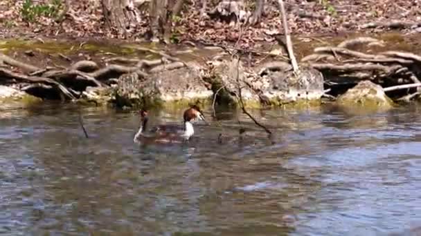 Vidéos pour Animaux accouplement, Animaux accouplement clips vidéo HD ...