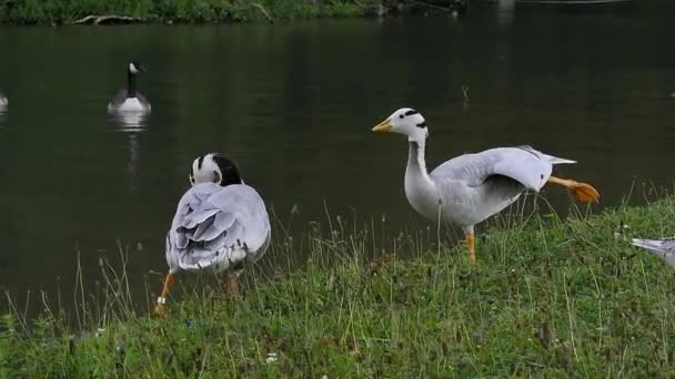 Razas de gansos Video Stock, Filmati | Depositphotos