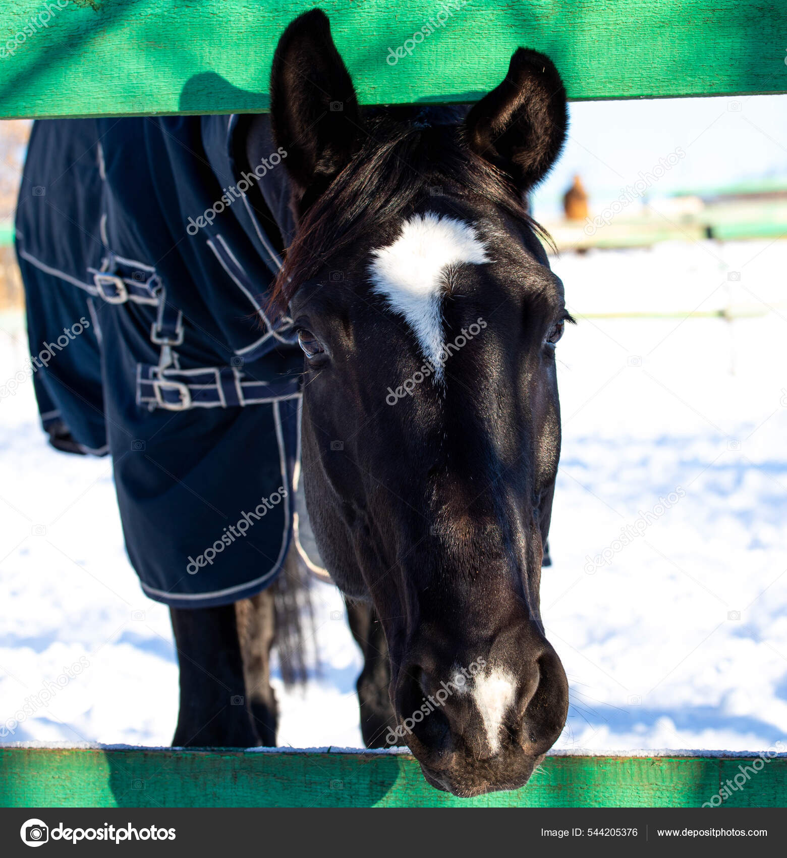 Big Beautiful Horses Paddock Horses Close Horses Nature Stable Blue ...