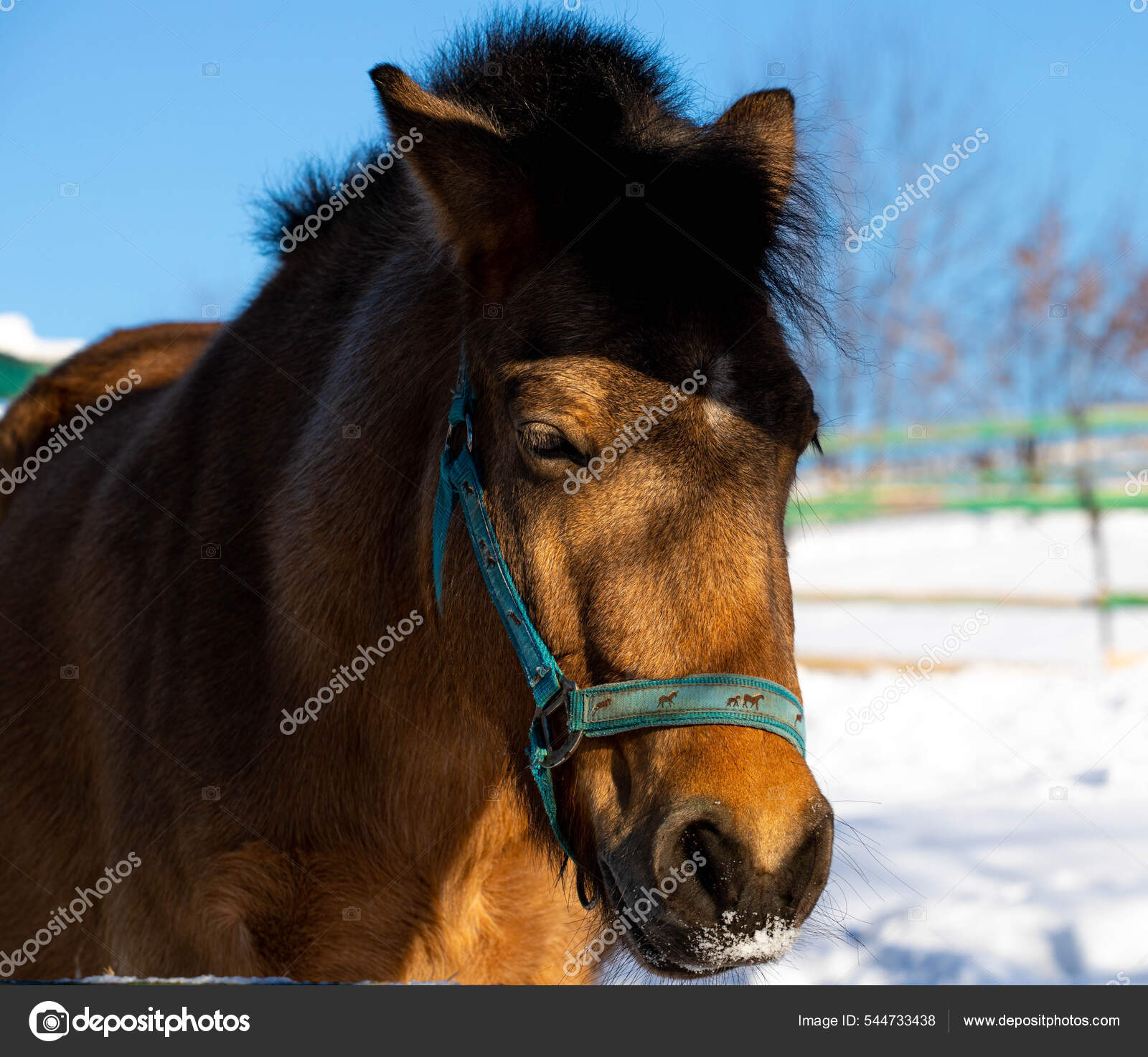 Big Beautiful Horses Paddock Horses Close Horses Nature Stable Blue ...