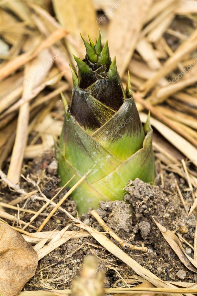 Bamboo Shoot Stock Photo by ©Tanagron 28718575
