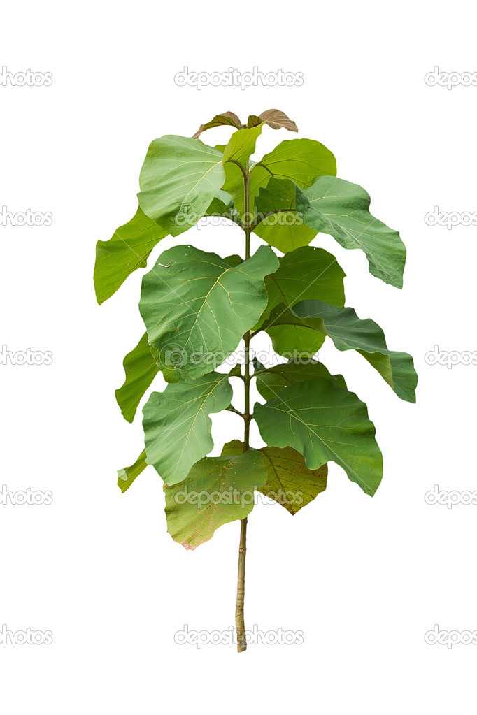 Teak trees Stock Photo by ©Tanagron 38322117