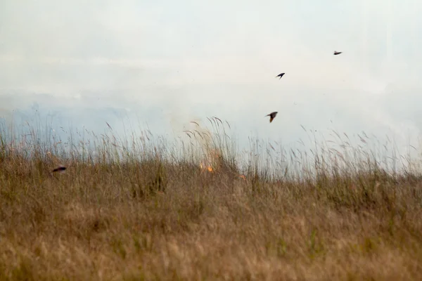 Prairie fire Stock Photos, Royalty Free Prairie fire Images | Depositphotos