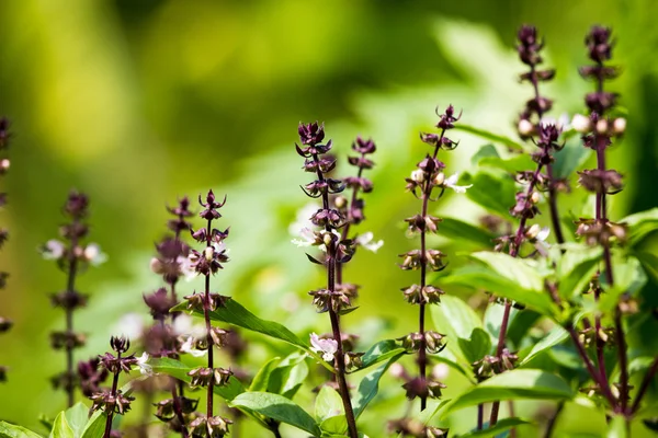 Sweet basil flower Stock Photos, Royalty Free Sweet basil flower Images ...
