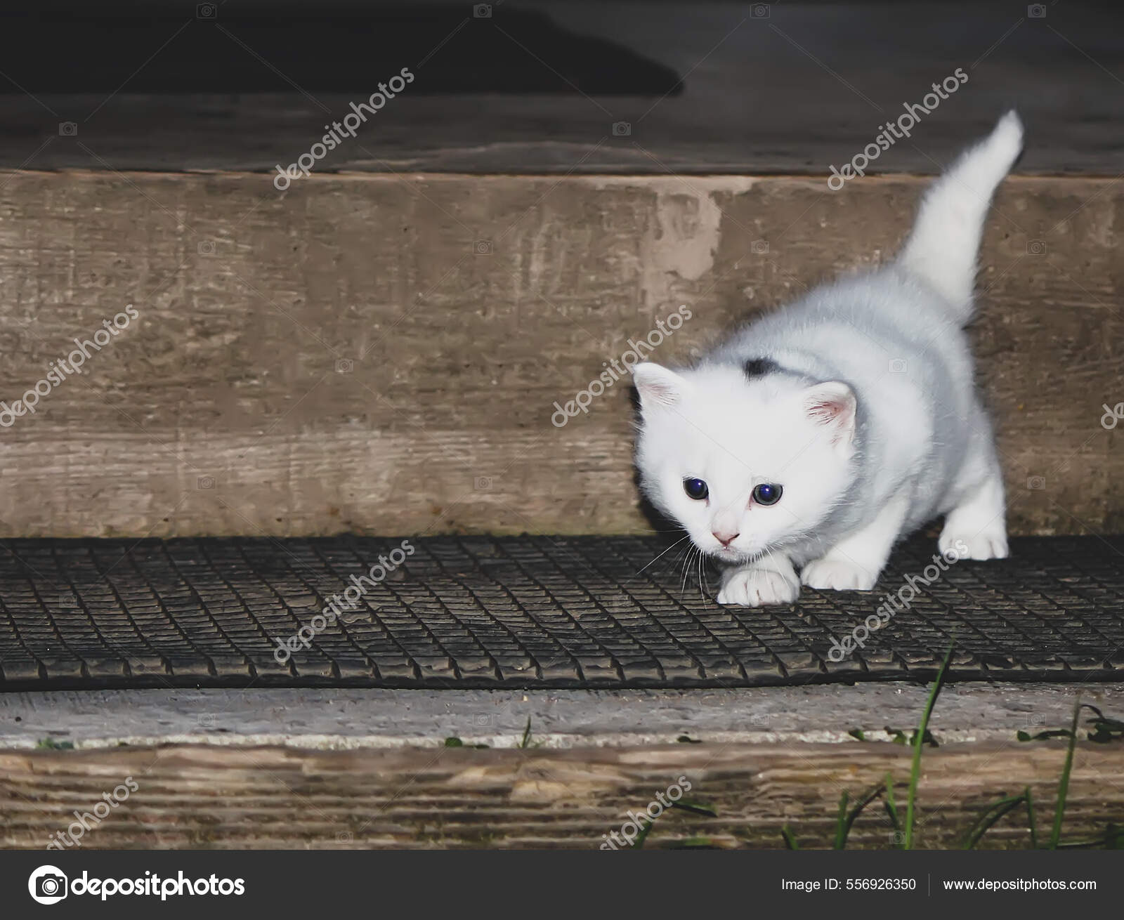 Cute Kitty Floor — Stock Photo © nightlyviolet #556926350