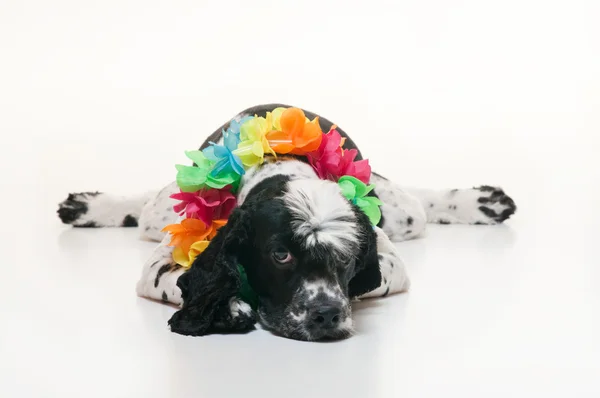A black and white Cockalier Spaniel dog Stock Photo by ©katrinaelena ...