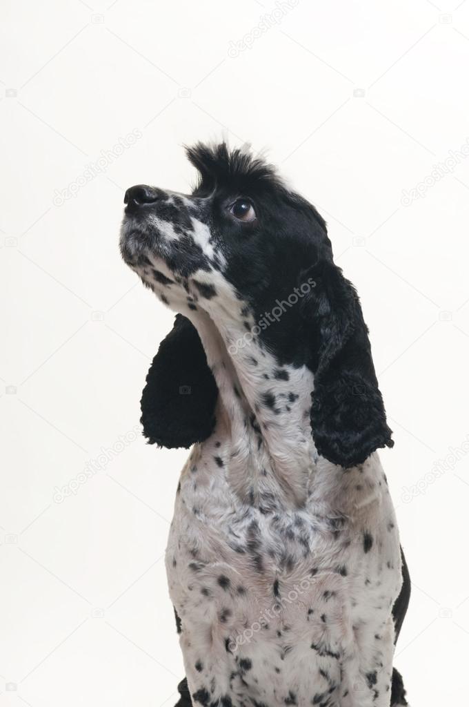 A black and white Cockalier Spaniel dog sitting and looking up. Stock ...