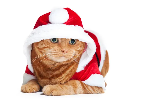 Fat Cat in Santa Suit — Stock Photo © katrinaelena #30418135