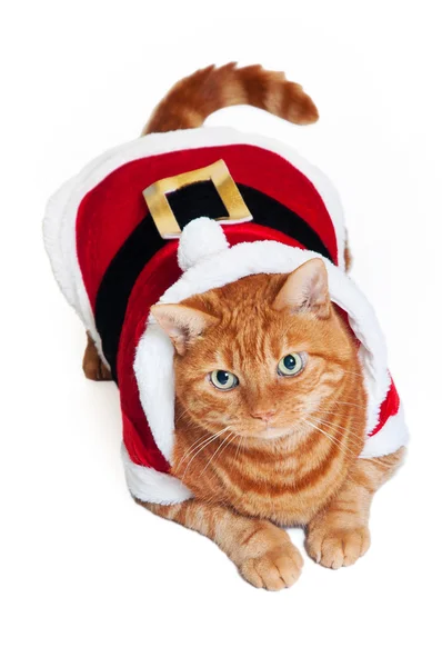Fat Cat in Santa Suit — Stock Photo © katrinaelena #30418135