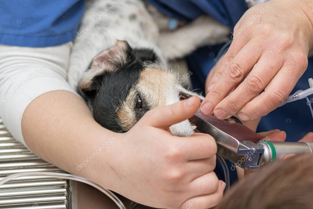 Veterinaria prepara pequeño perro enfermo lindo Jack Russell Terrier ...