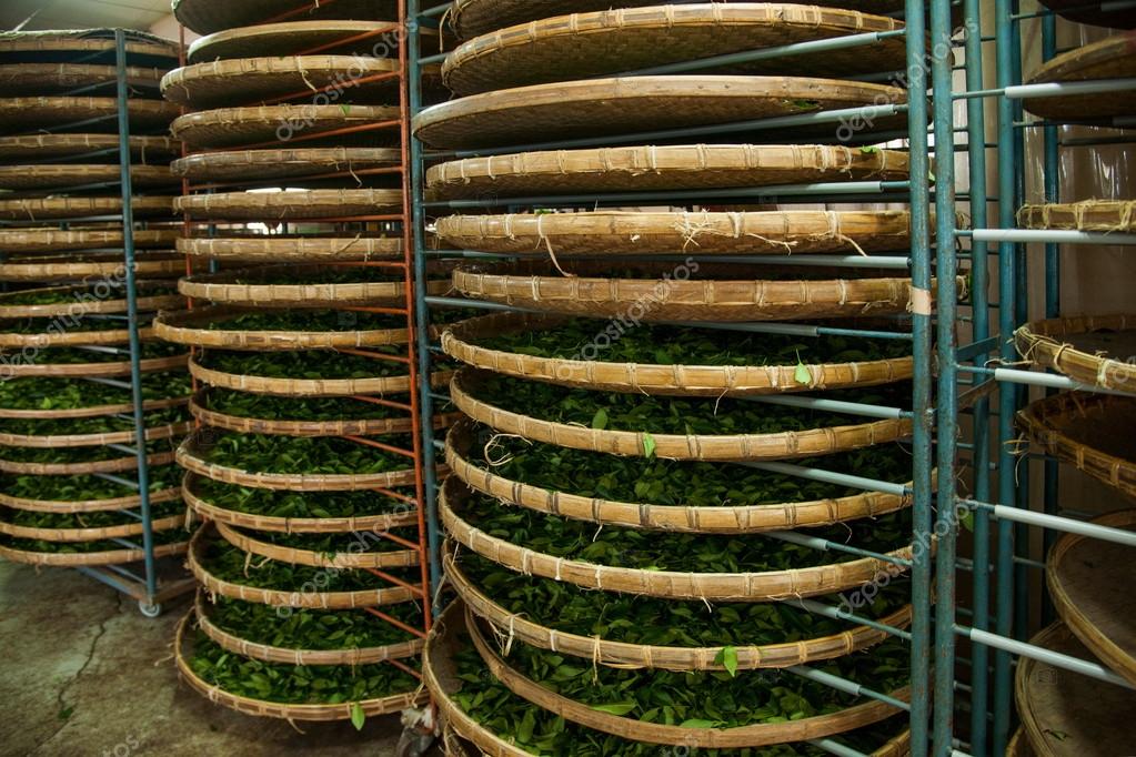 Taiwan's Chiayi City, Long Misato territory of a tea factory workers ...