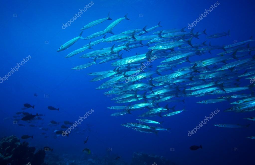 Barracuda and Coral reef underwater swarm fish — Stock Photo ...
