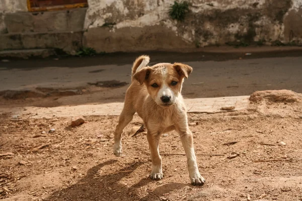 Slum dog Stock Photos, Royalty Free Slum dog Images | Depositphotos