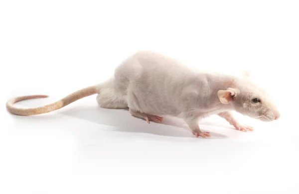 Black rat isolated — Stock Photo © ulitka108 #40963983