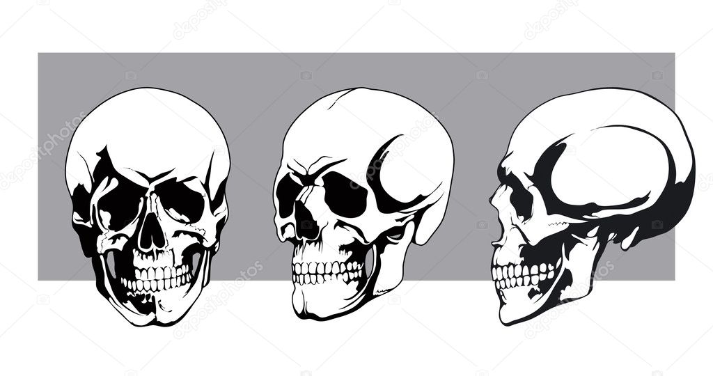 Human skulls Stock Vector by ©Roumocodop 30154399